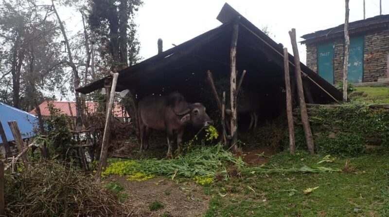 Pokhara: 5-Day Mardi Himal Base Camp Trek with Transfers - The Sum Up