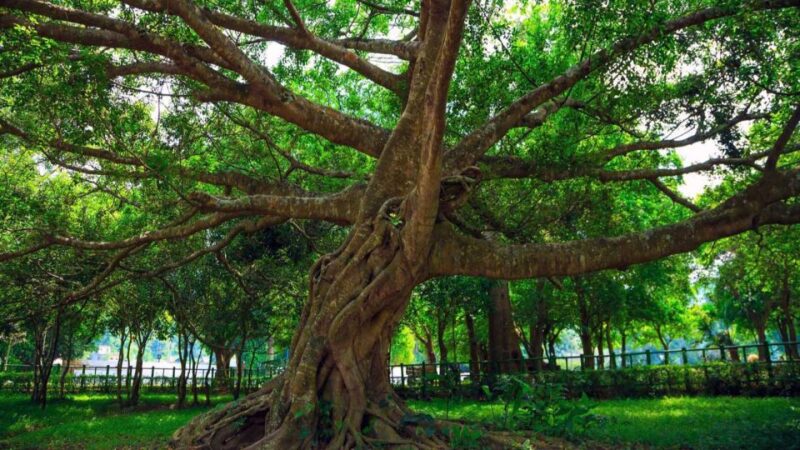 Private Day Tour: Cuc Phuong National Park from Hanoi - FAQ