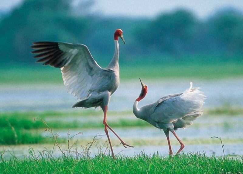 Siem Reap: Prek Toal Tonle Sap Biosphere Reserve Tour - FAQ
