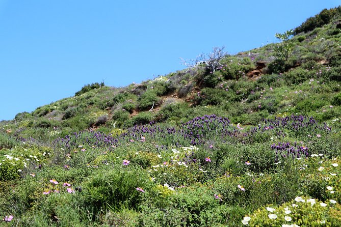 Small-Group Guided Hiking Tour in Andros with picnic on the beach - The Sum Up