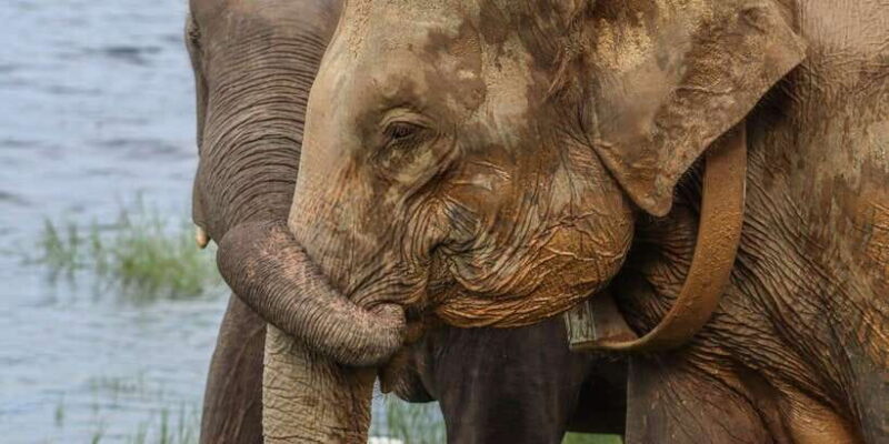 Sri Lanka: Elephant Safari Adventure with Hotel Pickup - Additional Offerings and Flexibility