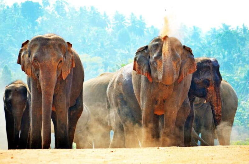 Sri Lanka: Sigiriya, Dambulla Highlights Day Tour And Safari - FAQ
