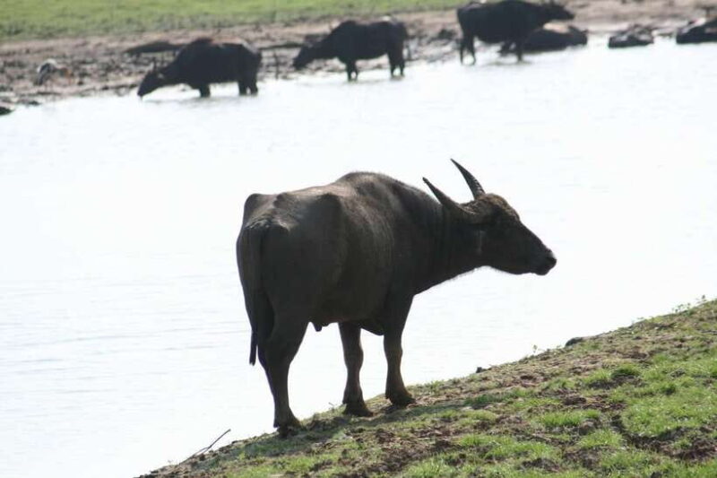 Udawalawe: National park safari & Elephant Transit Home Tour - FAQ