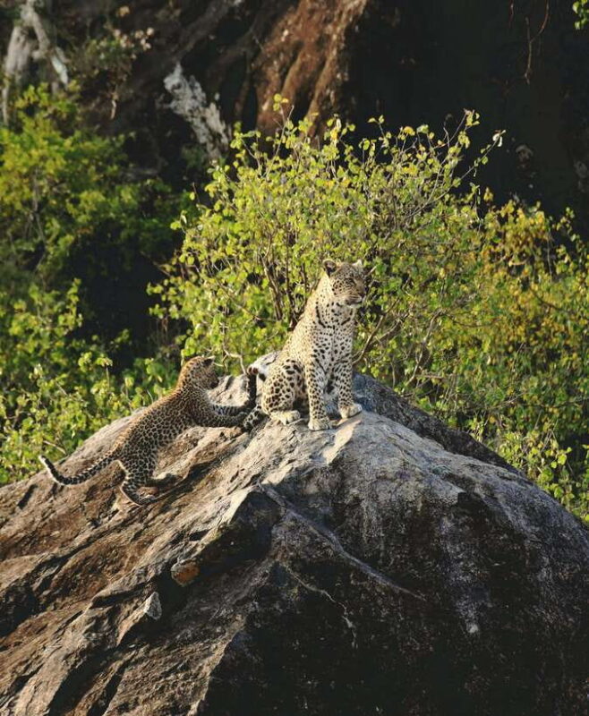Yala National Park Safari Tour from Hambantota Port - The Sum Up