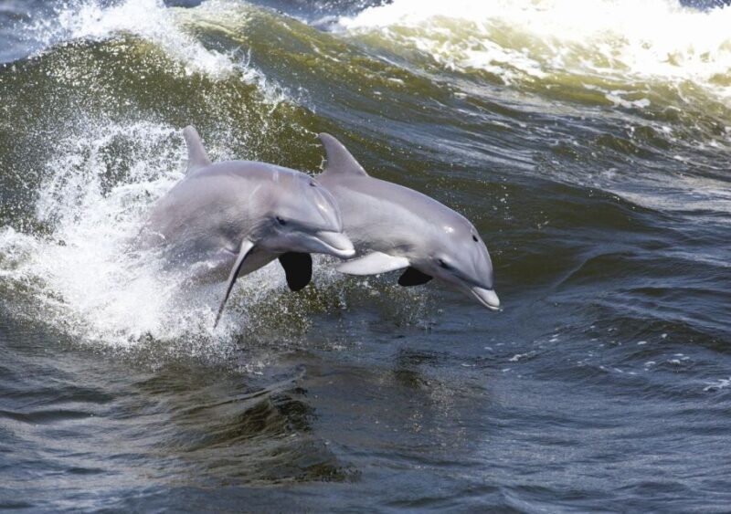 Hilton Head Island: Sunset Dolphin Cruise - The Sum Up