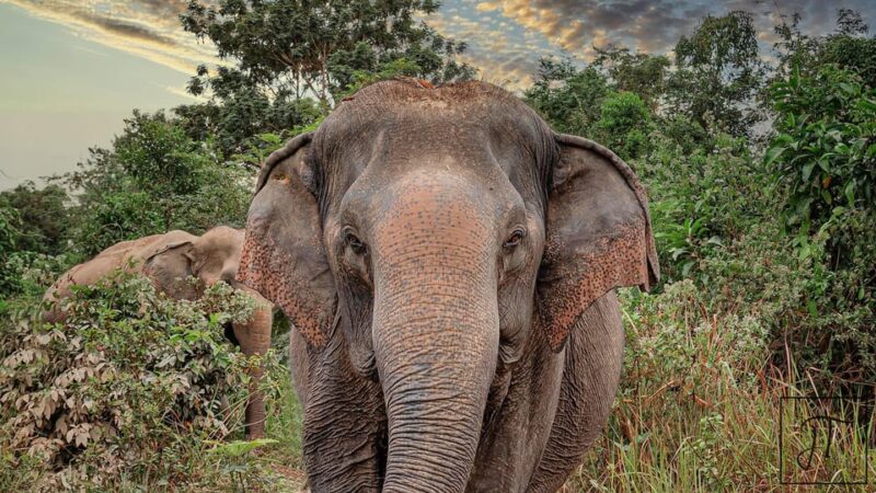 Kulen Elephant Forest & Tonlesap Lake Include boat /Transfer - FAQ