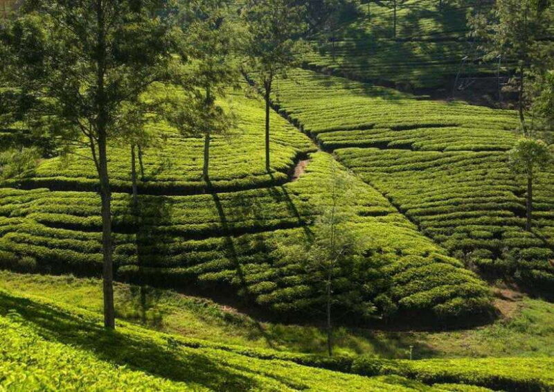 Memorable Tuk Tuk City Tour of Kandy - FAQ