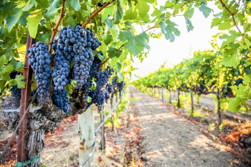 Napa Valley: Guided Wine Tour with Picnic Lunch - Who Will Love This Tour?