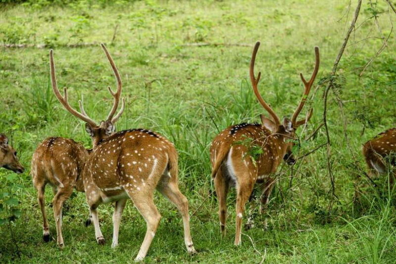 Yala National Park: Morning or Afternoon Safari Tour (5 h) - FAQ