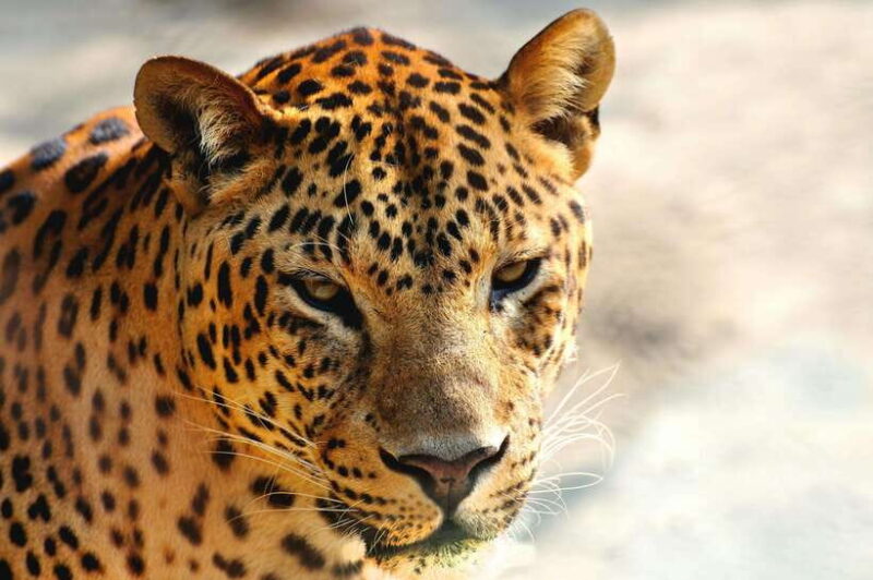Yala National Park Safari Tour from Hambantota Port - FAQ