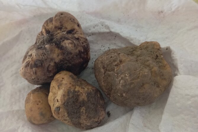 Alba Truffle Hunting, Barolo and Barbaresco Tasting - Alba Truffle Hunting, Barolo and Barbaresco Tasting: A Genuine Taste of Piedmont