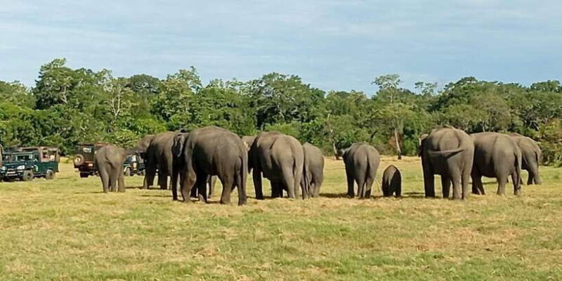 All Inclusive Minneriya National Park Safari with Hotel Pick - Key Points