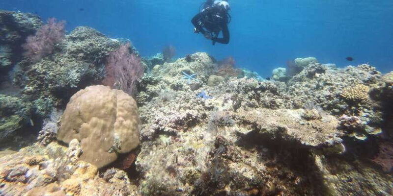 Amed: Guided Scuba Dive for Beginners/Non Certified divers - Key Points