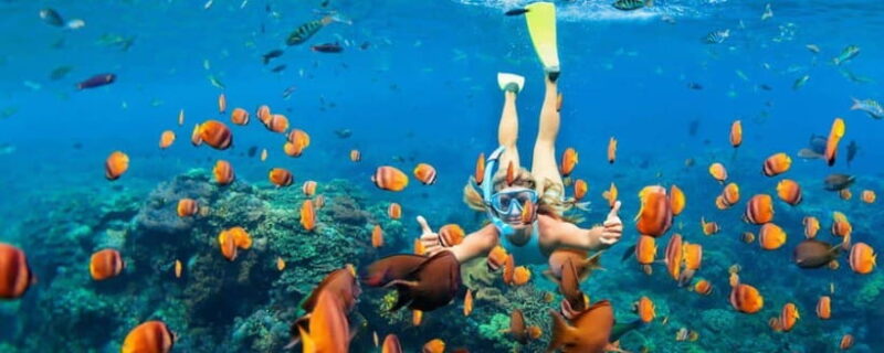 Amed: Snorkeling Tour with Japanese Shipwreck and Coral - Key Points