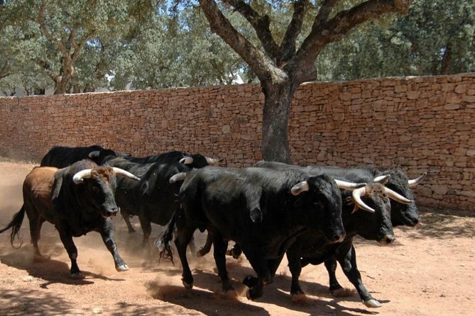Andalucia Bull and Horse Farm and Ronda Private Tour from Malaga - Key Points
