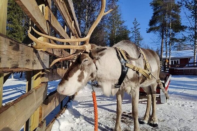 Arctic Animals Adventure with Lunch Buffet - Key Points