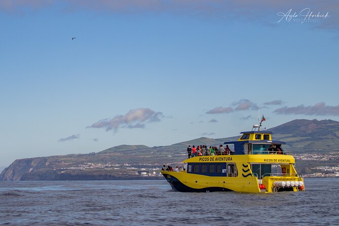 Azores Whale Watching Tour  Ponta Delgada - Introducing the Azores Whale Watching Tour in Ponta Delgada