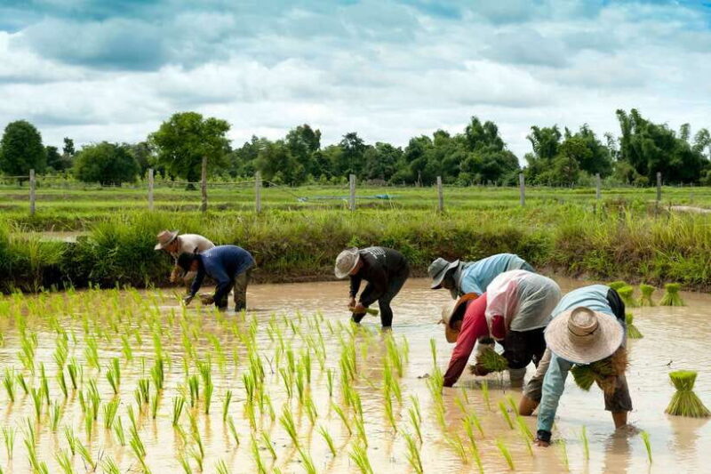 Back to Basics: Village Life Tour from Siem Reap - Key Points