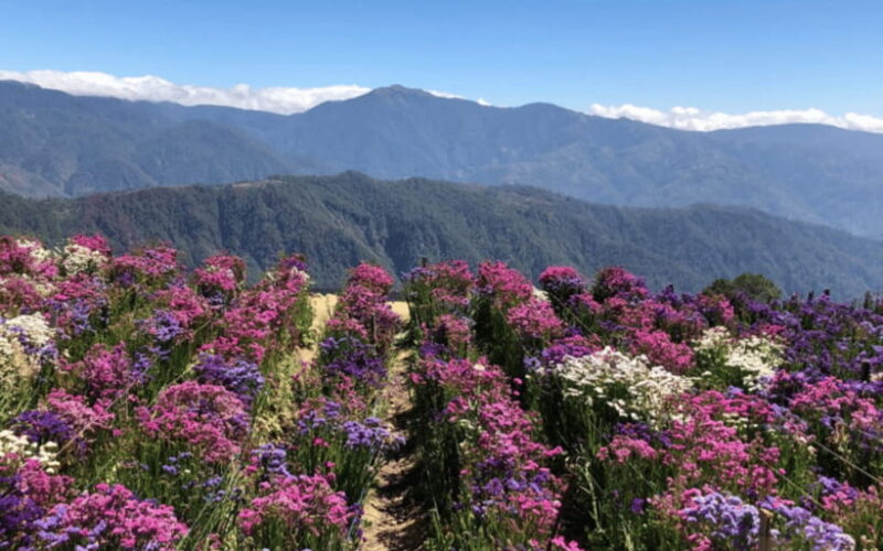 Baguio Atok Flower Blossoms (Private Tour) - Key Points