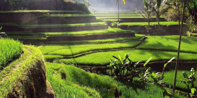 Bali: 3 Waterfalls and Tegalalang Rice Terrace Private Tour - Key Points
