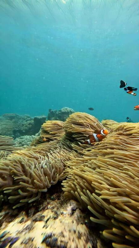 Bali: Blue Lagoon and Tanjung Jepun Snorkeling Tour - Key Points