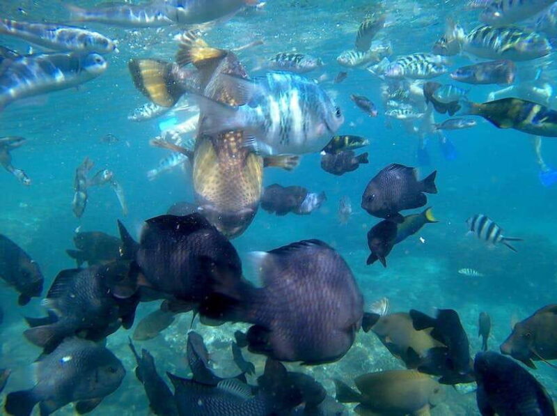 Bali: Blue Lagoon Snorkeling & Waterfall Tour - Key Points