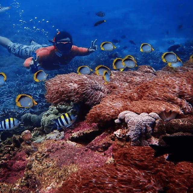Bali : Full Day Nusa Lembongan - Snorkeling Tour - What to Expect from the Full Day Nusa Lembongan Snorkeling Tour