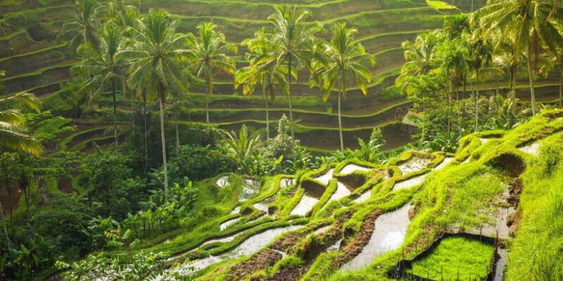Bali: Leke-Leke Waterfall, Monkey Forest & Jungle Swing Tour - Key Points