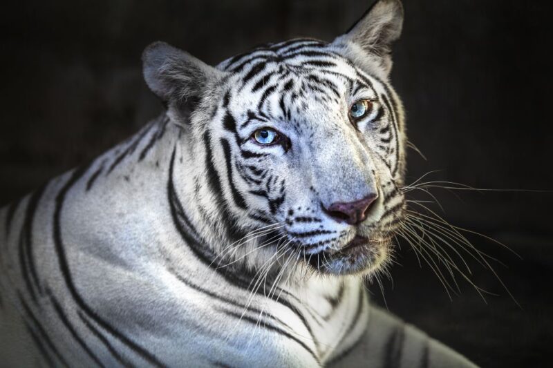 Bali Zoo Entrance Ticket - Key Points
