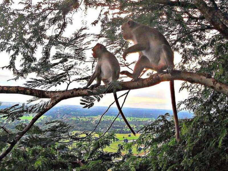 Battambang: Bamboo Train, Bat Cave, Killing Cave by Tuk Tuk - Key Points