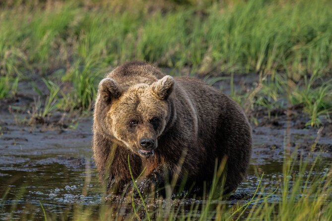 Bear and Arctic Animals 2 Day Trip from Rovaniemi - Introducing the Bear and Arctic Animals 2-Day Trip from Rovaniemi
