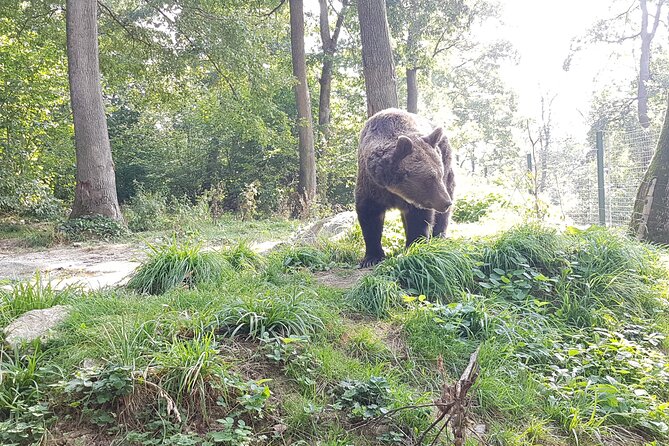 Bears Sanctuary, Dracula Castle and Brasov City - Full Day Trip from Bucharest - Exploring the Tour: A Full Breakdown
