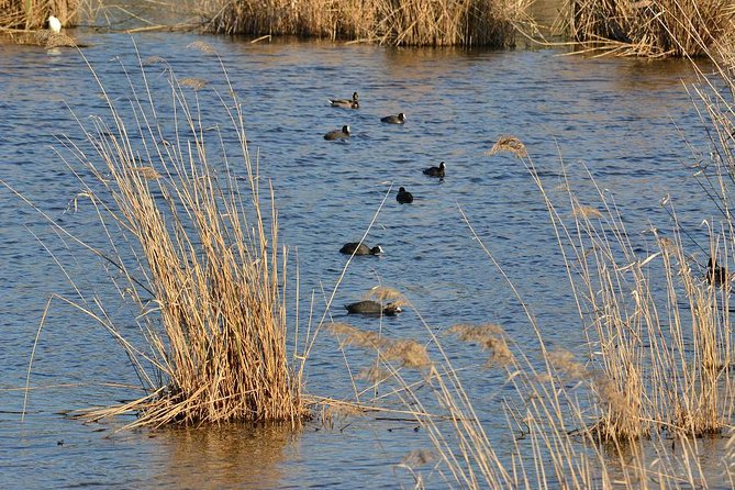 Bird Watching in Albufeira Lagoon - Key Points