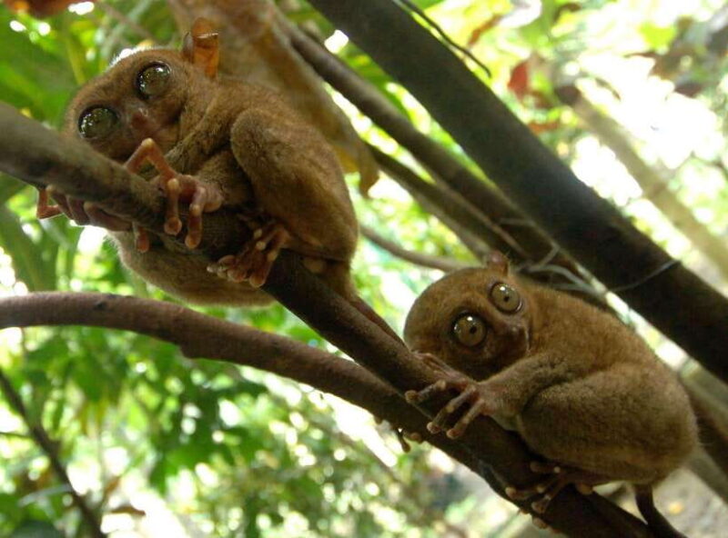Bohol: Choco Tour + Loboc River Lunch Buffet + ATV Adventure - Key Points