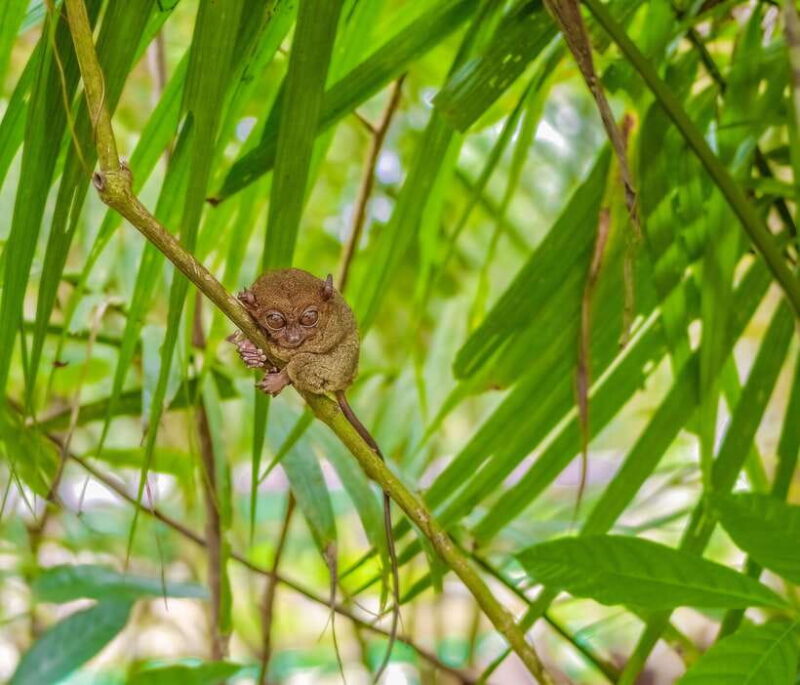 Bohol Countryside Private Tour From Cebu City - Key Points