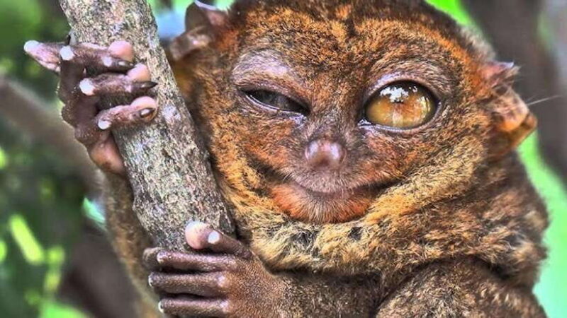 Bohol: Premium Chocolate Hills, Tarsiers & River Experience - What to Expect from the Tour