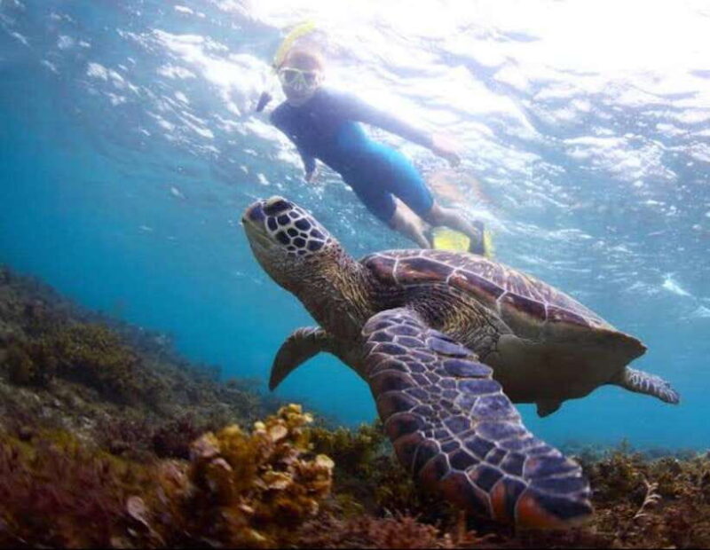 Bohol: Swim with Sea Turtles, Dolphins & Island Hopping Tour - Key Points