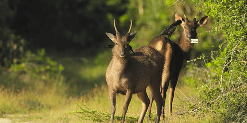 Budget Safari to Wilpaththu National Park from Anuradhapura - Key Points