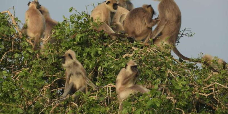 Bundala Half Day Safari PRIVATE Tours (Morning & Afternoon) - Key Points
