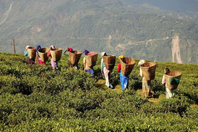 Cameron Highlands 1 Day Tour from Kuala Lumpur - Key Points
