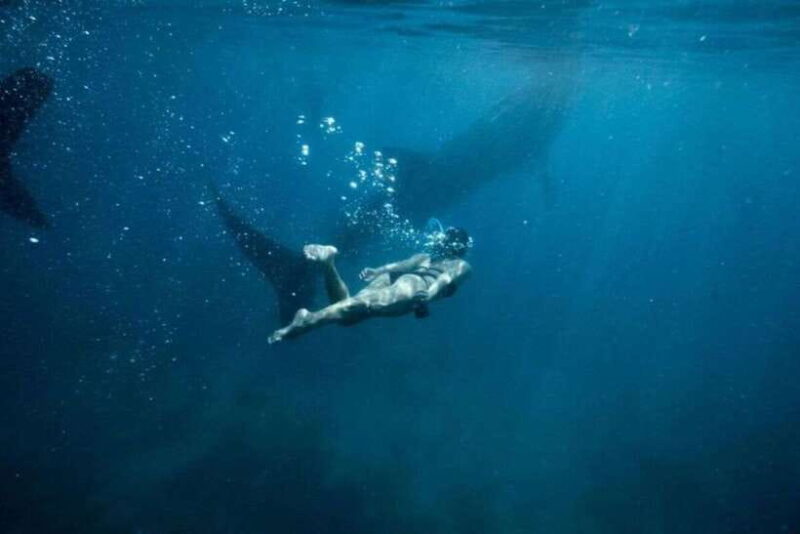 Cebu: Boat Day Trip with Whale Shark Swimming and Lunch - Key Points
