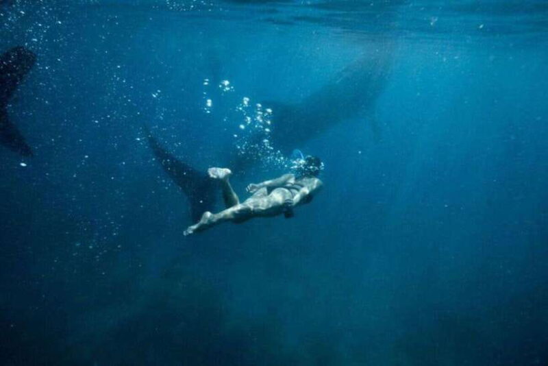 Cebu: Oslob Whale Shark Swimming and Tumalog Falls Tour - Key Points