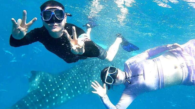 Cebu: Oslob Whale Shark Watching and Inambakan Waterfalls - Key Points