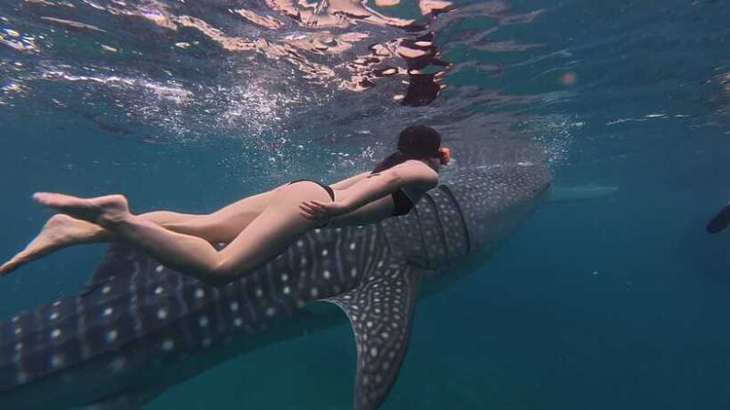Cebu Oslob WhaleShark,Inambakan Falls& Moalboal Sardines Run - A Day Filled with Exciting Activities