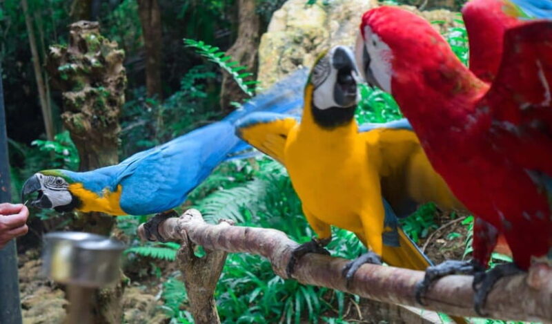 Cebu:Cebu Safari Adventure Park Day Trip - Introduction