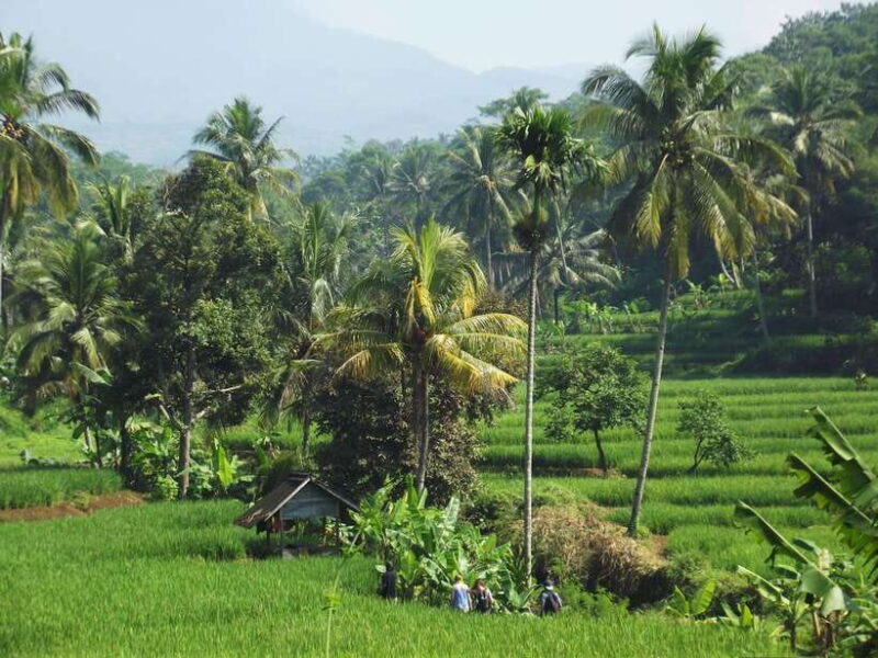 CIanjur : Downhill and Countryside Cianjur Cycling Tour - A Closer Look at the Itinerary and Highlights