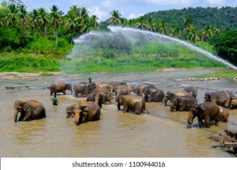 Colombo: Kandy and Pinnawala full day trip - Key Points