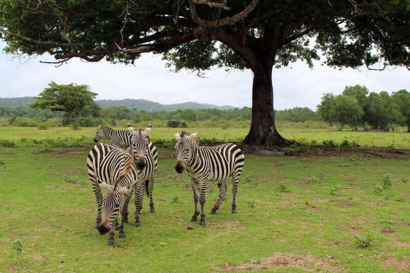 Coron: Black Island & Calauit Private Safari Tour - An Overview of the Experience