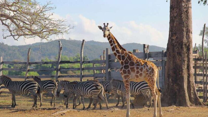 Coron Calauit Safari Tour (Private Tour) - Key Points