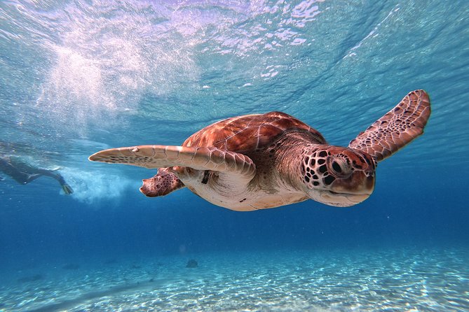 Curacao: Swimming with Sea Turtles and Grote Knip Beach Tour - The Itinerary in Detail